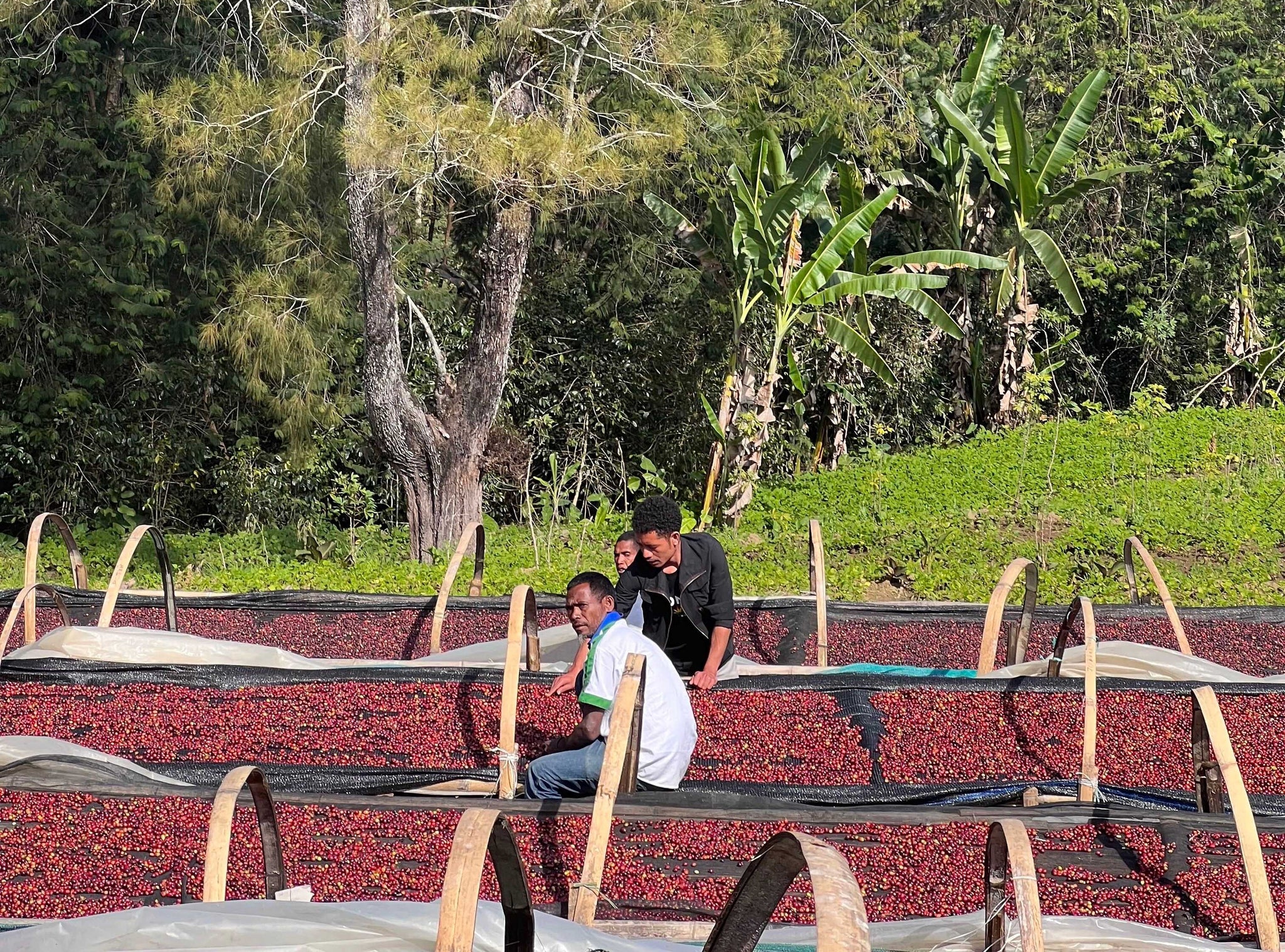 Timor-Lest Coffee Connections - Silva Coffee Roasters